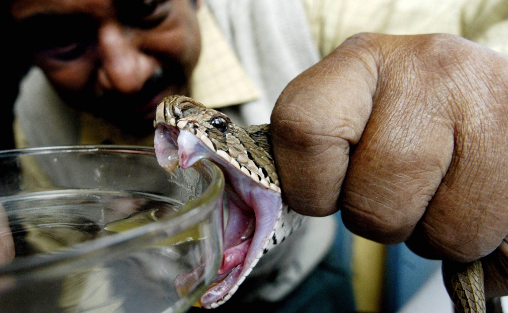 Snake venom: The key to cardiovascular health?