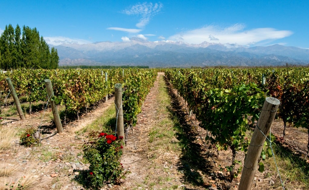 El 17 de abril es el Día Mundial de Malbec