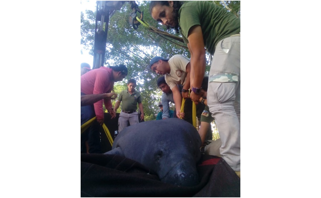 Profepa rescata una cría de manatí en laguna de Chiapas