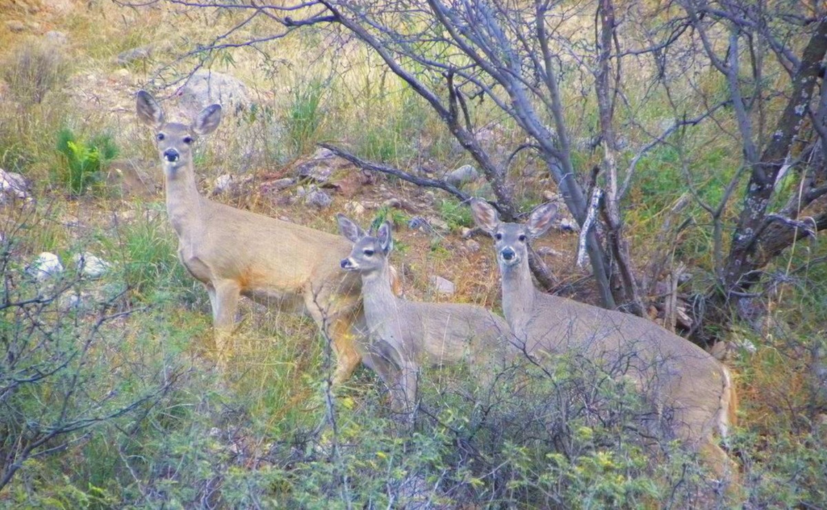 Tres razones para visitar el hermoso Parque Flor del Bosque en Puebla ...