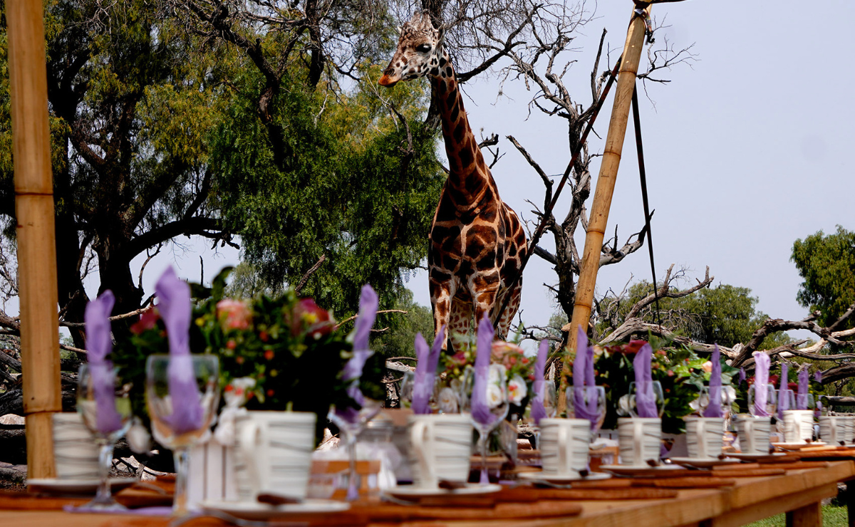 Este es el primer glamping safari en México y está cerca de Puebla | El ...