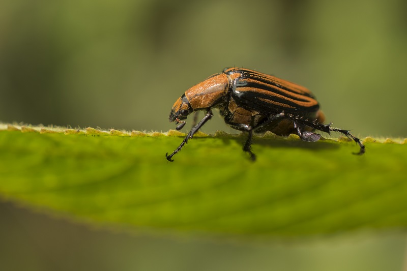 En Ecuador habitan al menos 300.000 especies de insectos | Informes ...