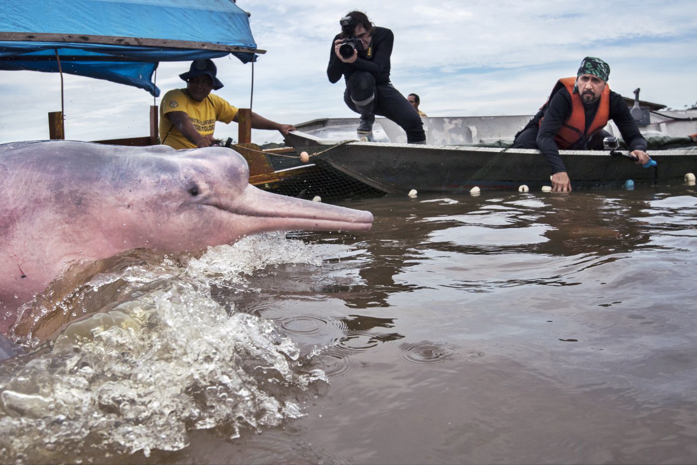 Delfínes de río en peligro de extinción, según la Unión Internacional ...