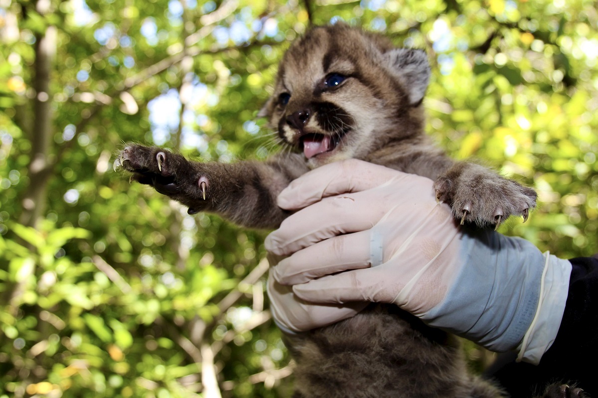 Nacimiento de trece crías de puma en Los Ángeles sorprende a expertos y ...