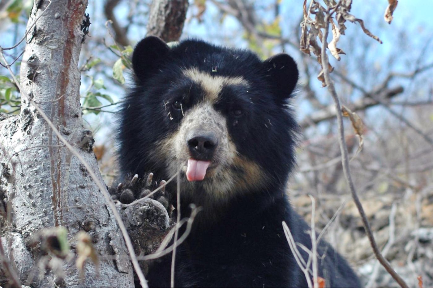 Ecuador: dos décadas de liberación del oso andino | Ecología | La ...