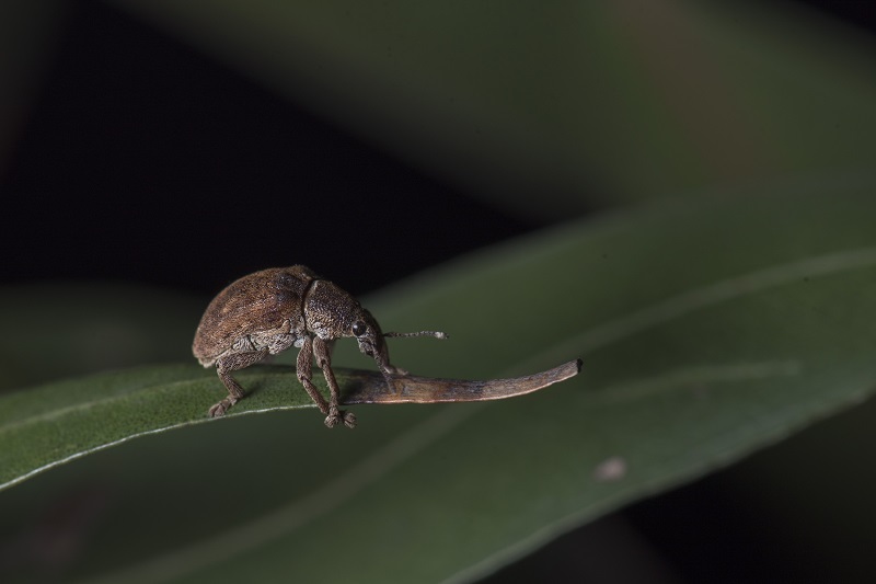 En Ecuador habitan al menos 300.000 especies de insectos | Informes ...
