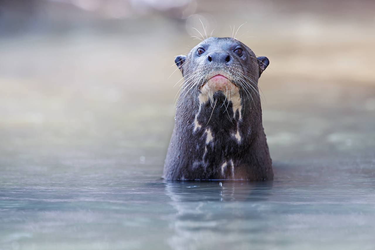 Estos son 10 de los animales que están en peligro de extinción en ...