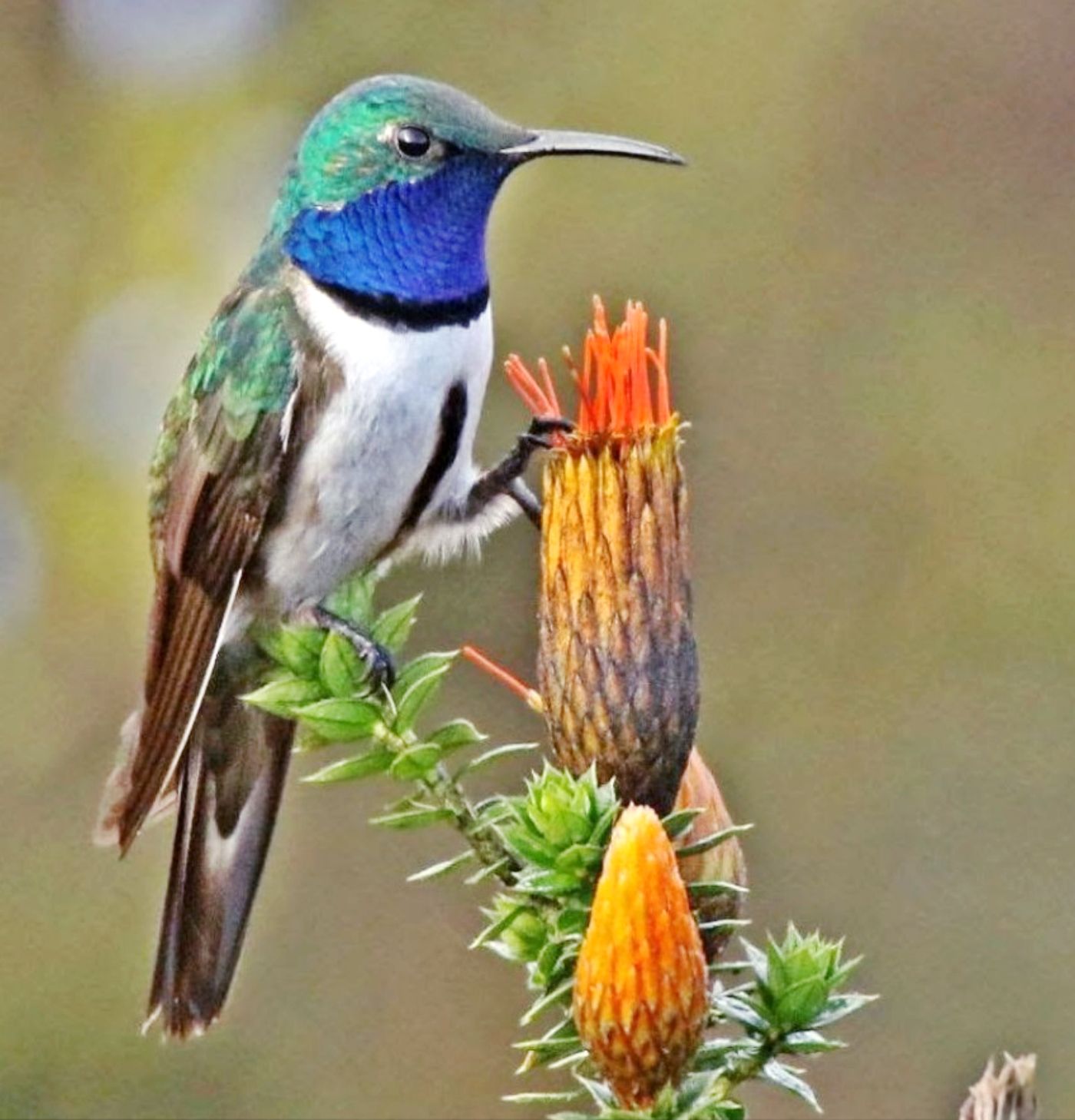 Tres especies de colibríes se adaptaron sorprendentemente a páramos de ...