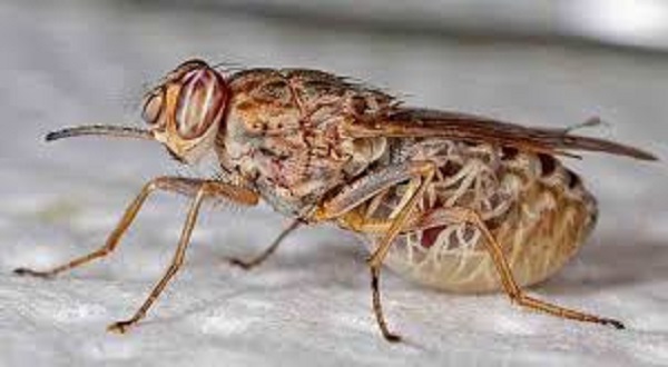 Estos son varios de los insectos más letales en el planeta | Ecología ...