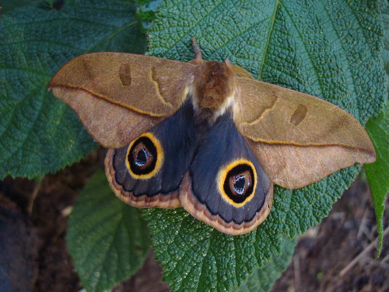 En Ecuador habitan al menos 300.000 especies de insectos | Informes ...