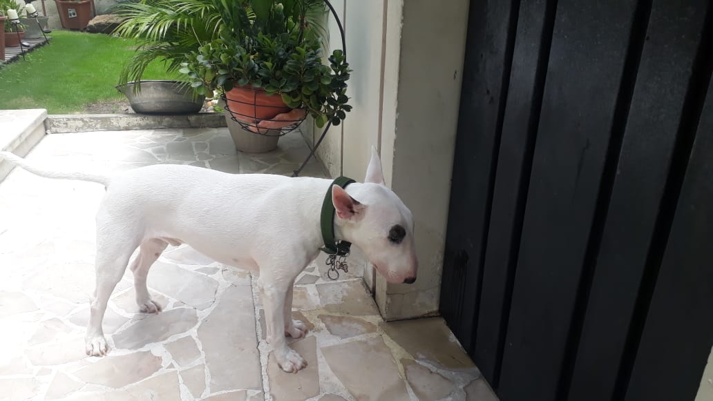 Los perros y la cuarentena: cómo ayudarlos a sobrellevarla ...
