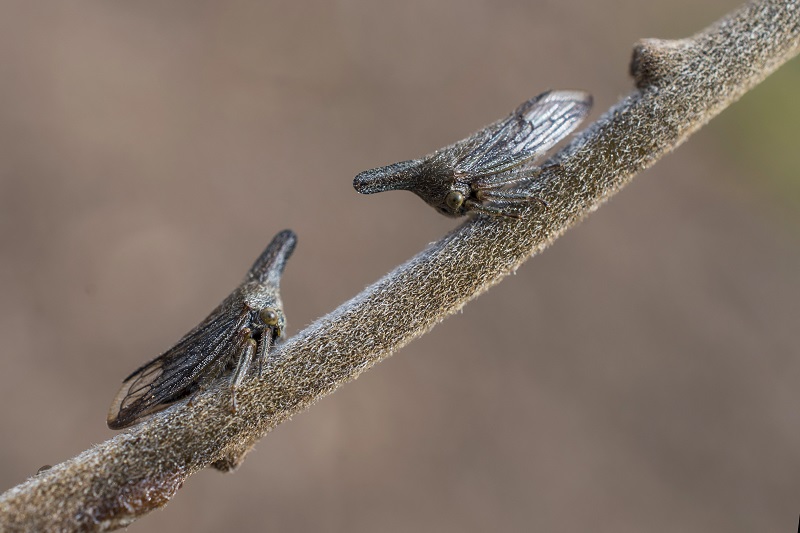 En Ecuador habitan al menos 300.000 especies de insectos | Informes ...