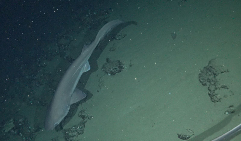 Los misteriosos tiburones vaca son registrados por primera vez en ...