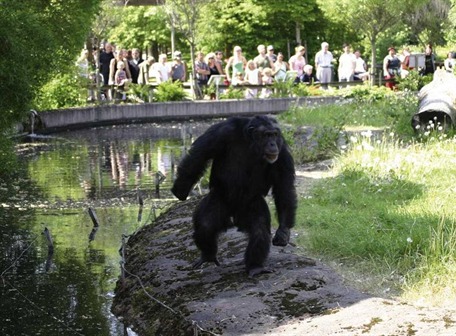La historia de Gua, la chimpancé criada como un bebé humano | Ecología ...