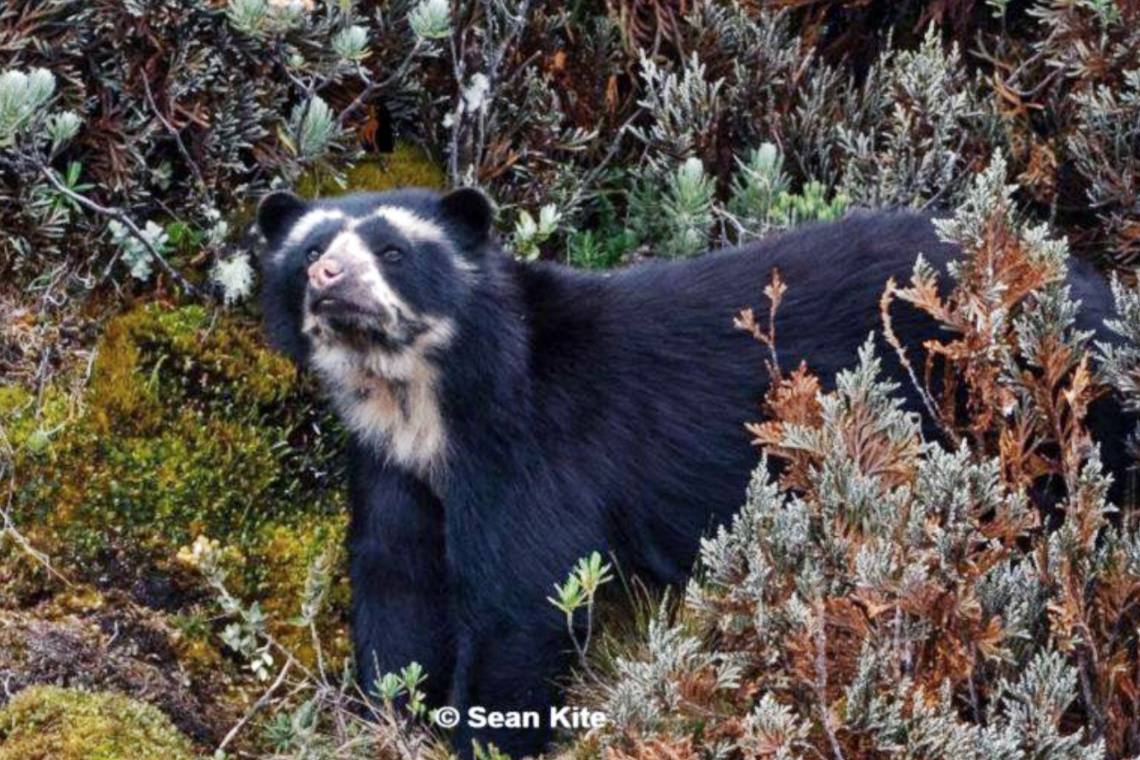 Estos son 10 de los animales que están en peligro de extinción en ...