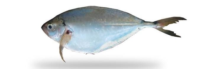 Calendario de veda de peces y crustáceos en Ecuador durante el 2021 ...