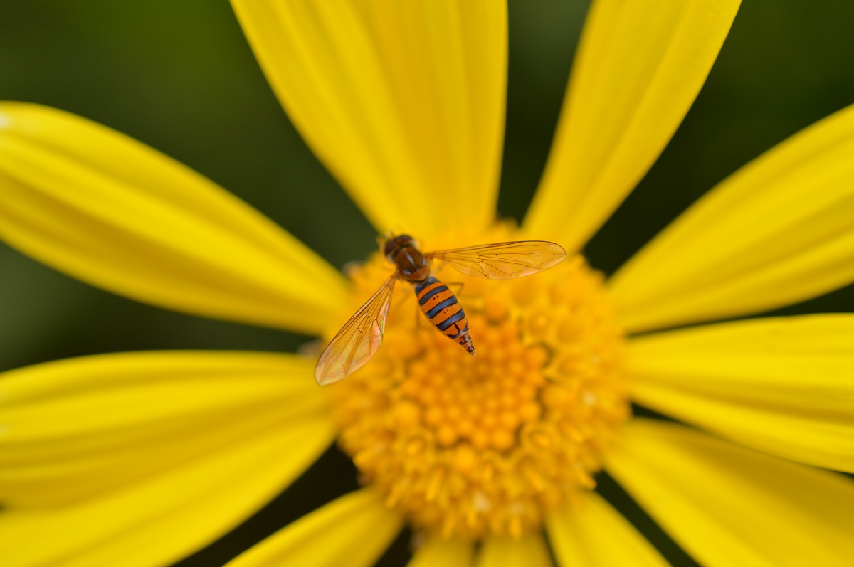 En Ecuador habitan al menos 300.000 especies de insectos | Informes ...