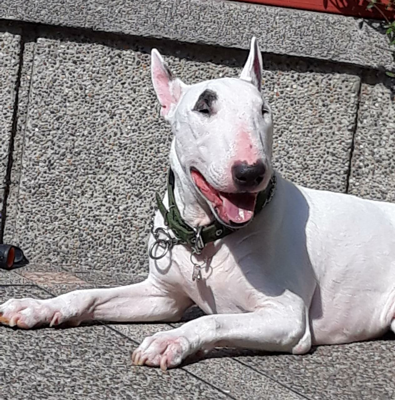 Los perros y la cuarentena: cómo ayudarlos a sobrellevarla ...