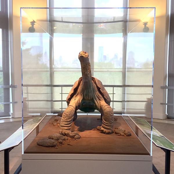 George Solitario Objetivo: 'resucitar' A George, "el Solitario" | RTVE