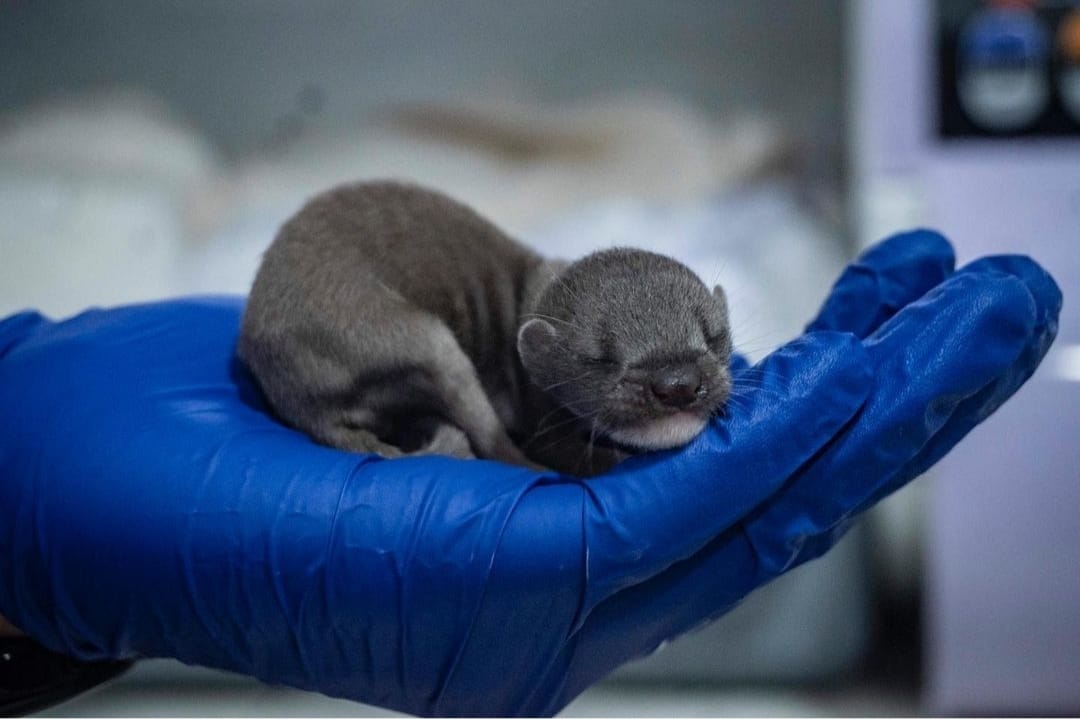 Comadreja Bebé Cuál Es El Marsupial Protegido Por Una Ordenanza