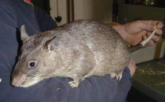 Rata se toma un relajante baño +vídeo - Forocoches