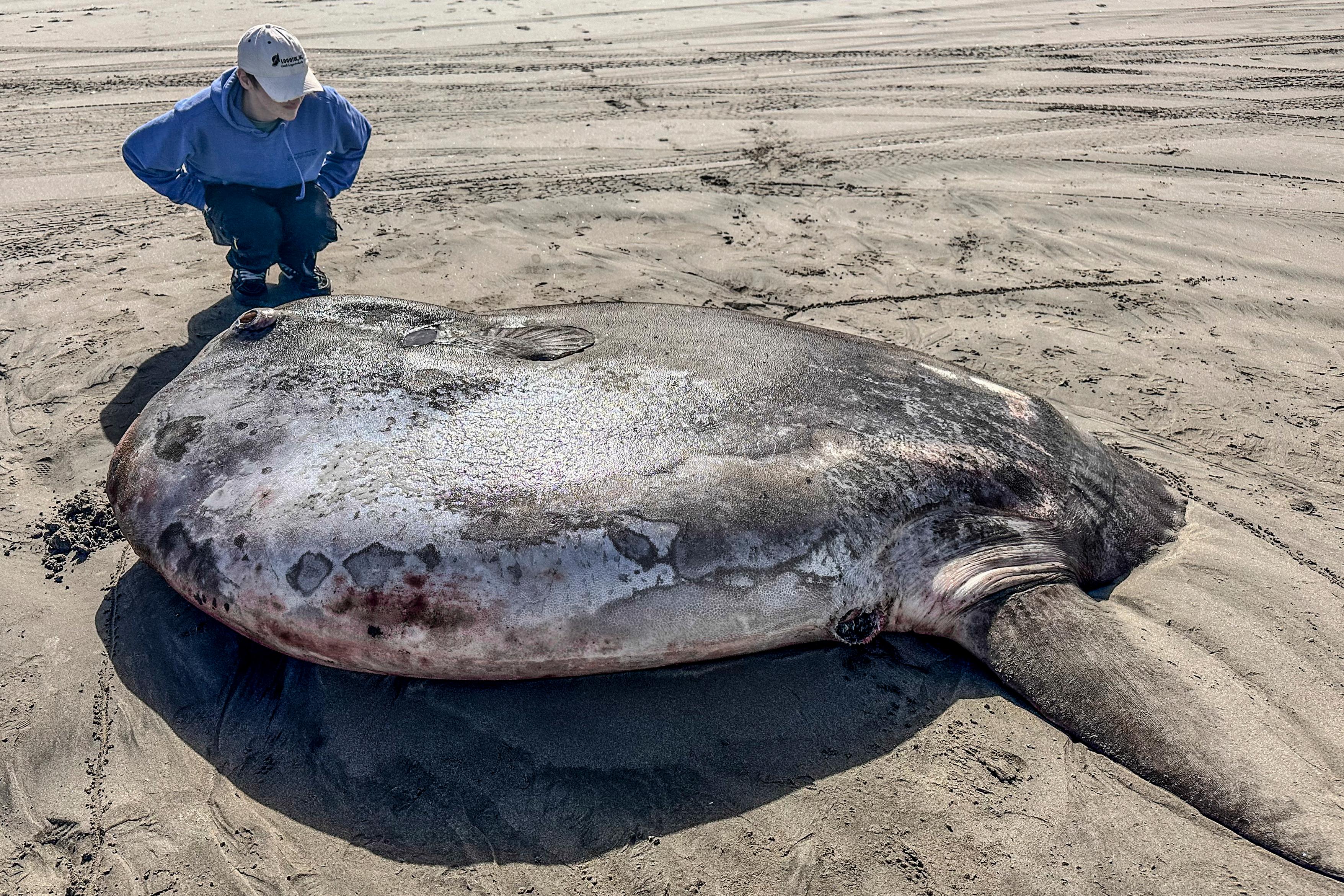 Peixe Lua De Agua Doce Peixe Lua Na Superfície Do Mar Enquanto Come