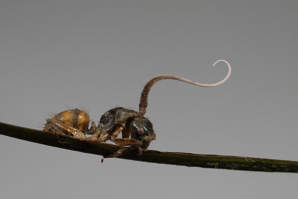 Formigas Zumbis Zumbis Reais Na Natureça | Biohistórias