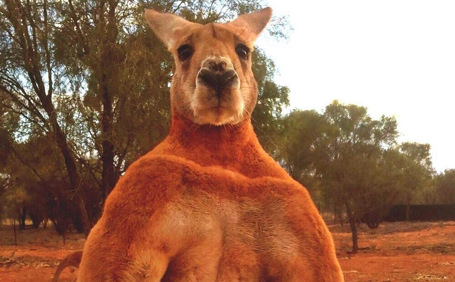 Musculo Canguru