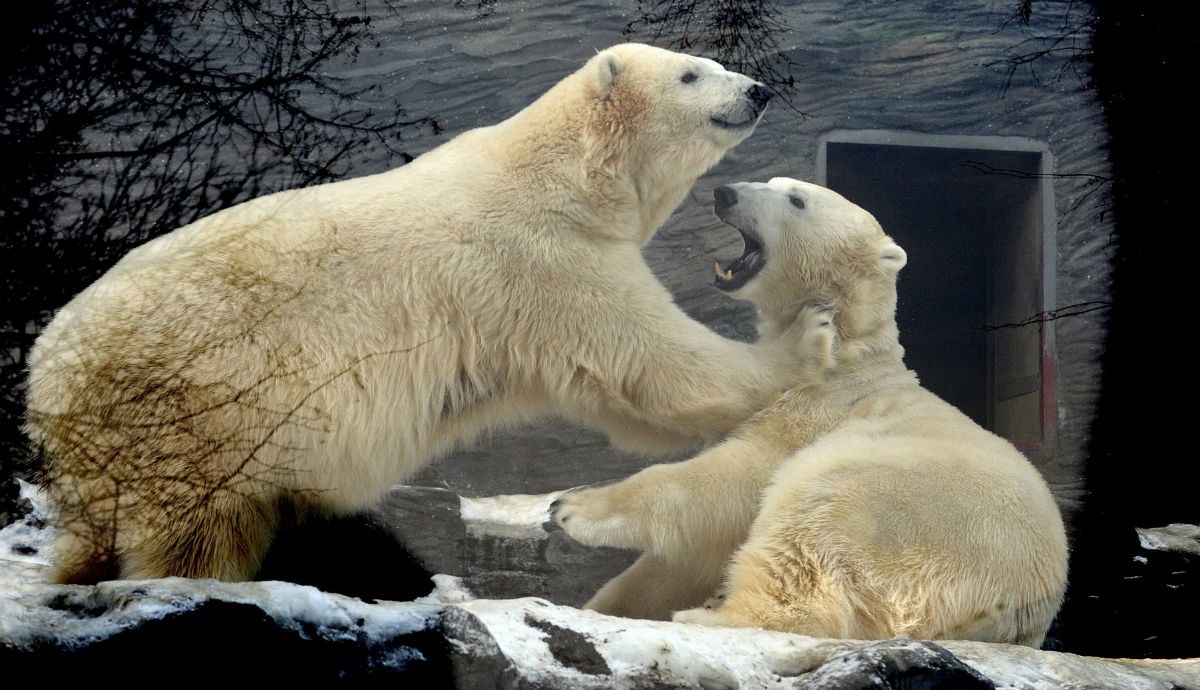 Osa Polar Embarazada