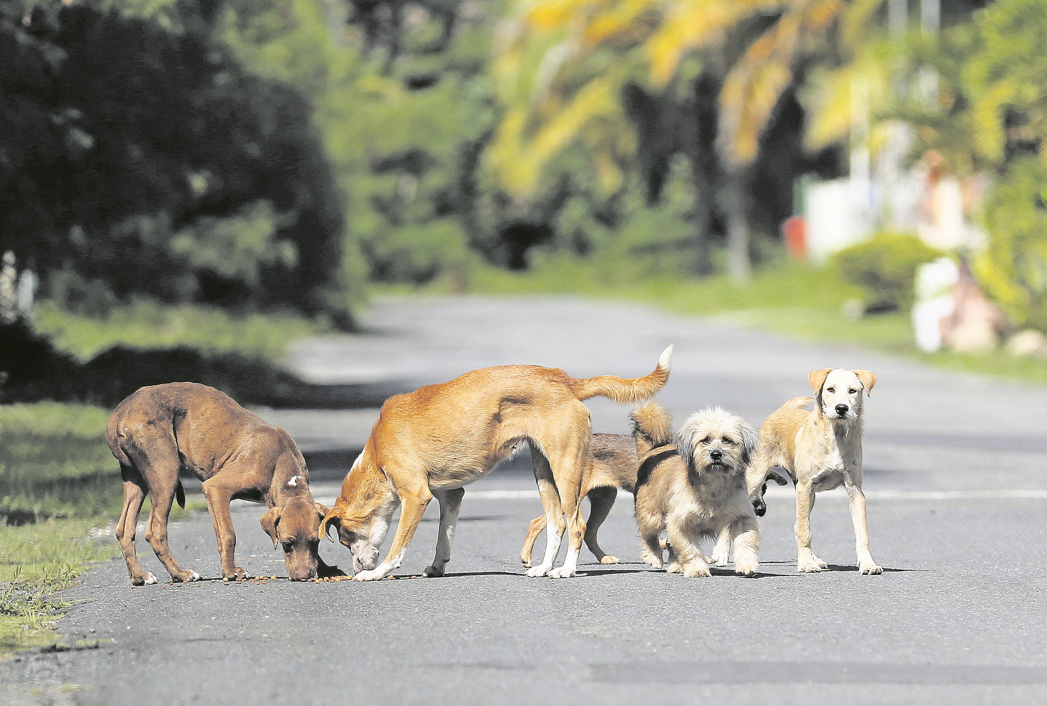 Se Requieren Perros Y Gatos Para Viajar A Puerto Rico