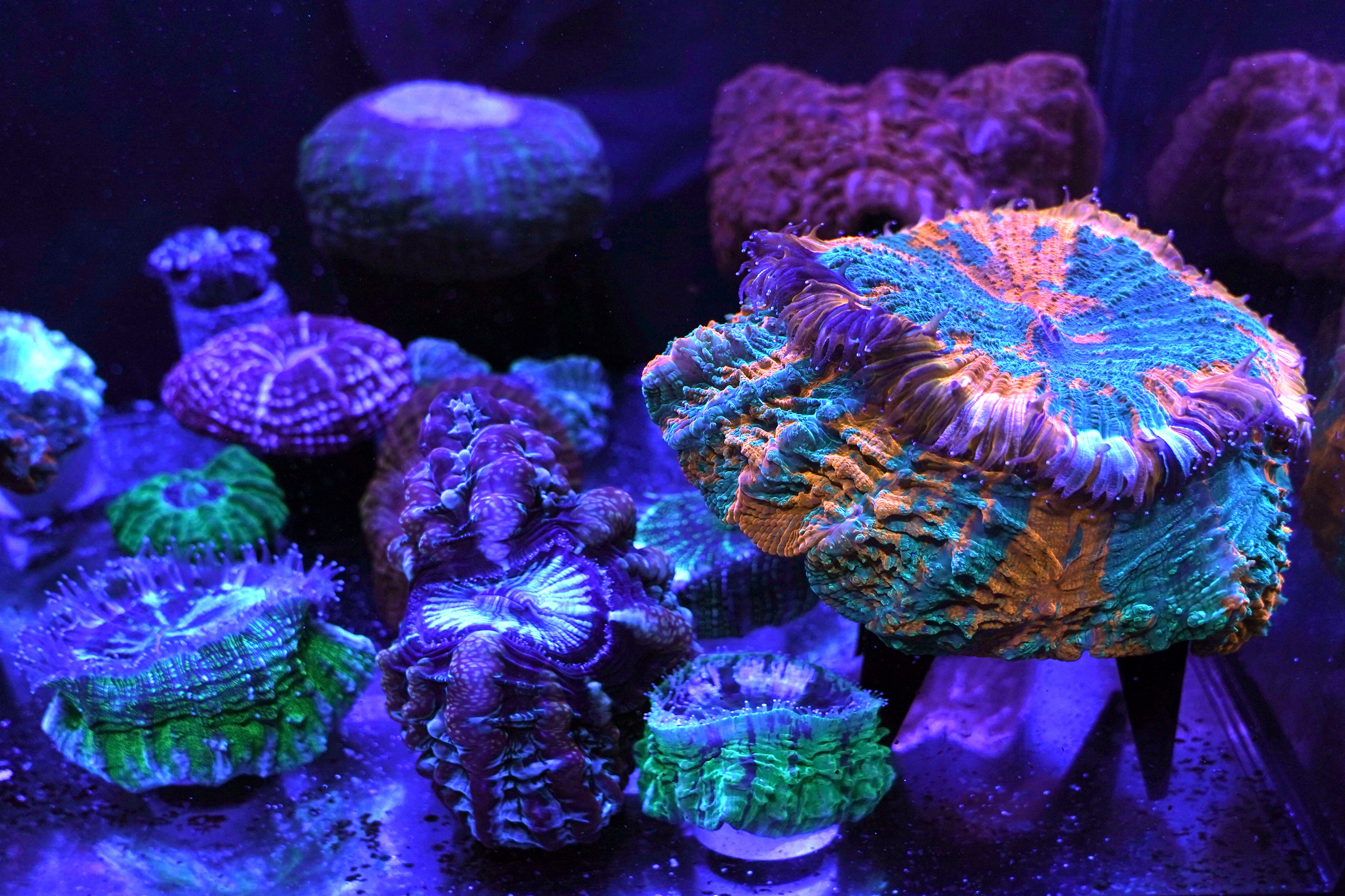 Coral Real World