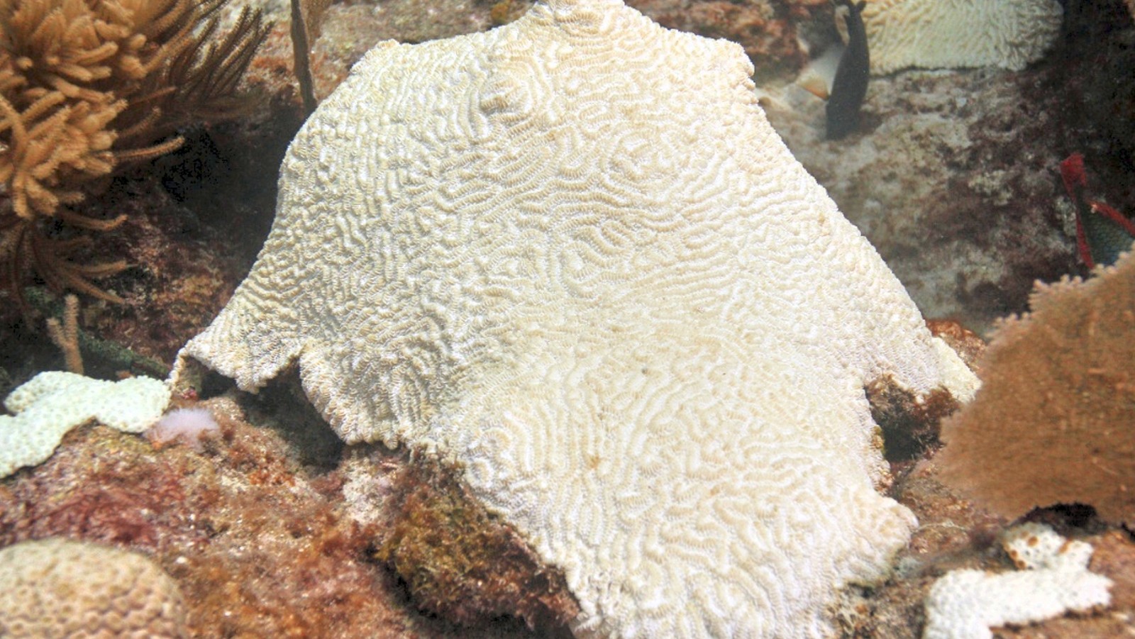 Massive Coral