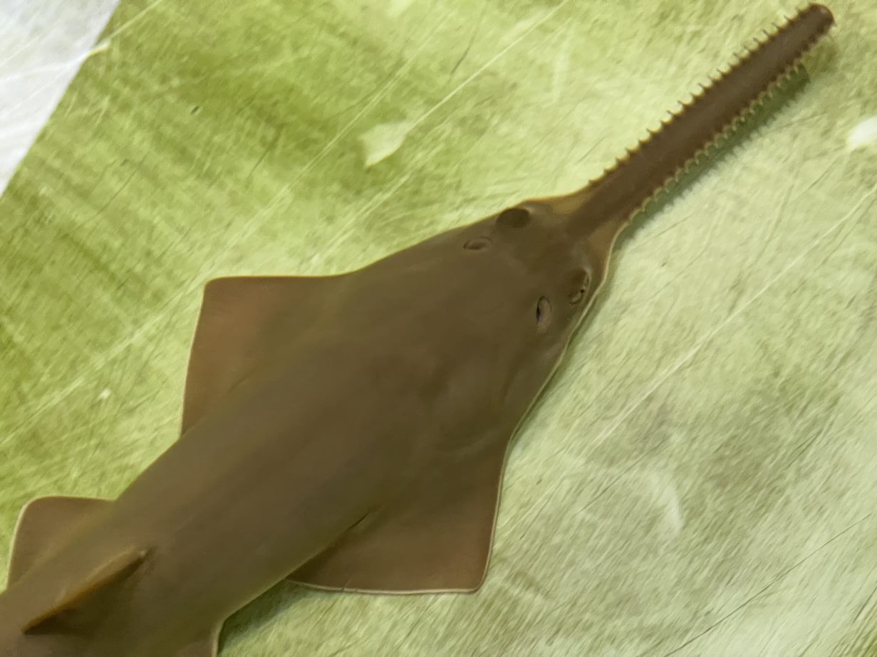Sawfish Attack On Human