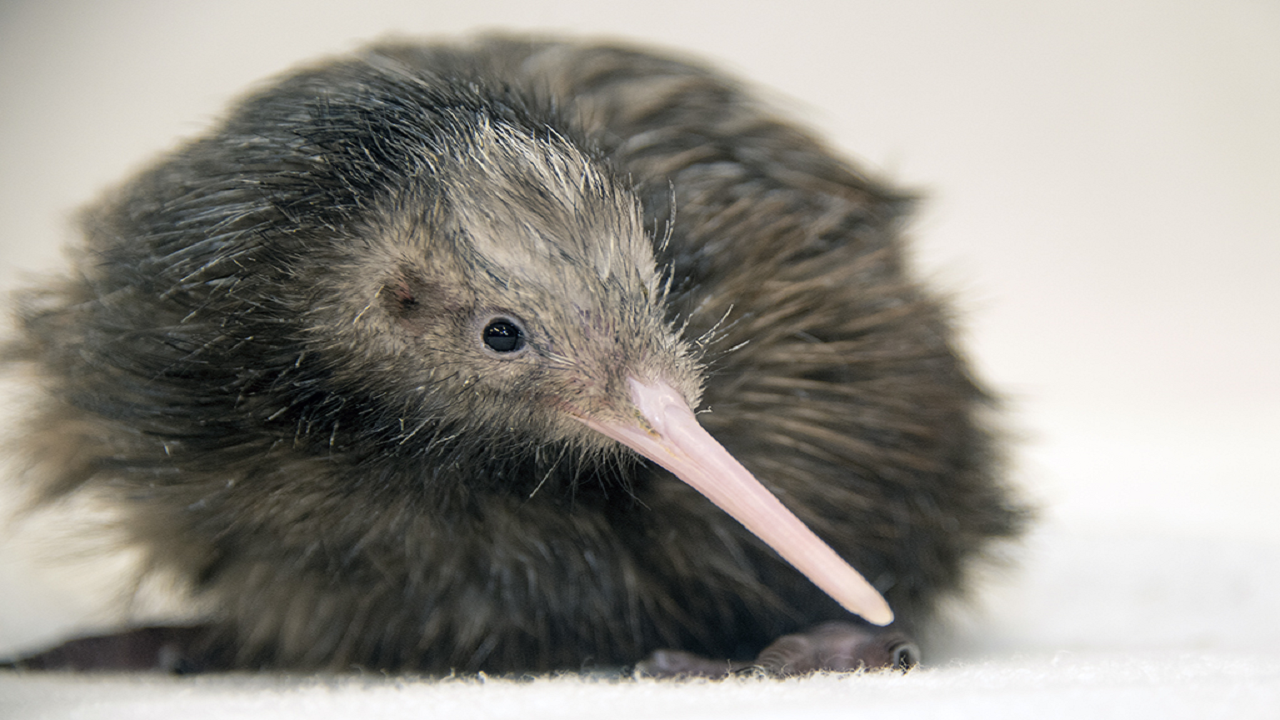 Kiwi Bird Baby