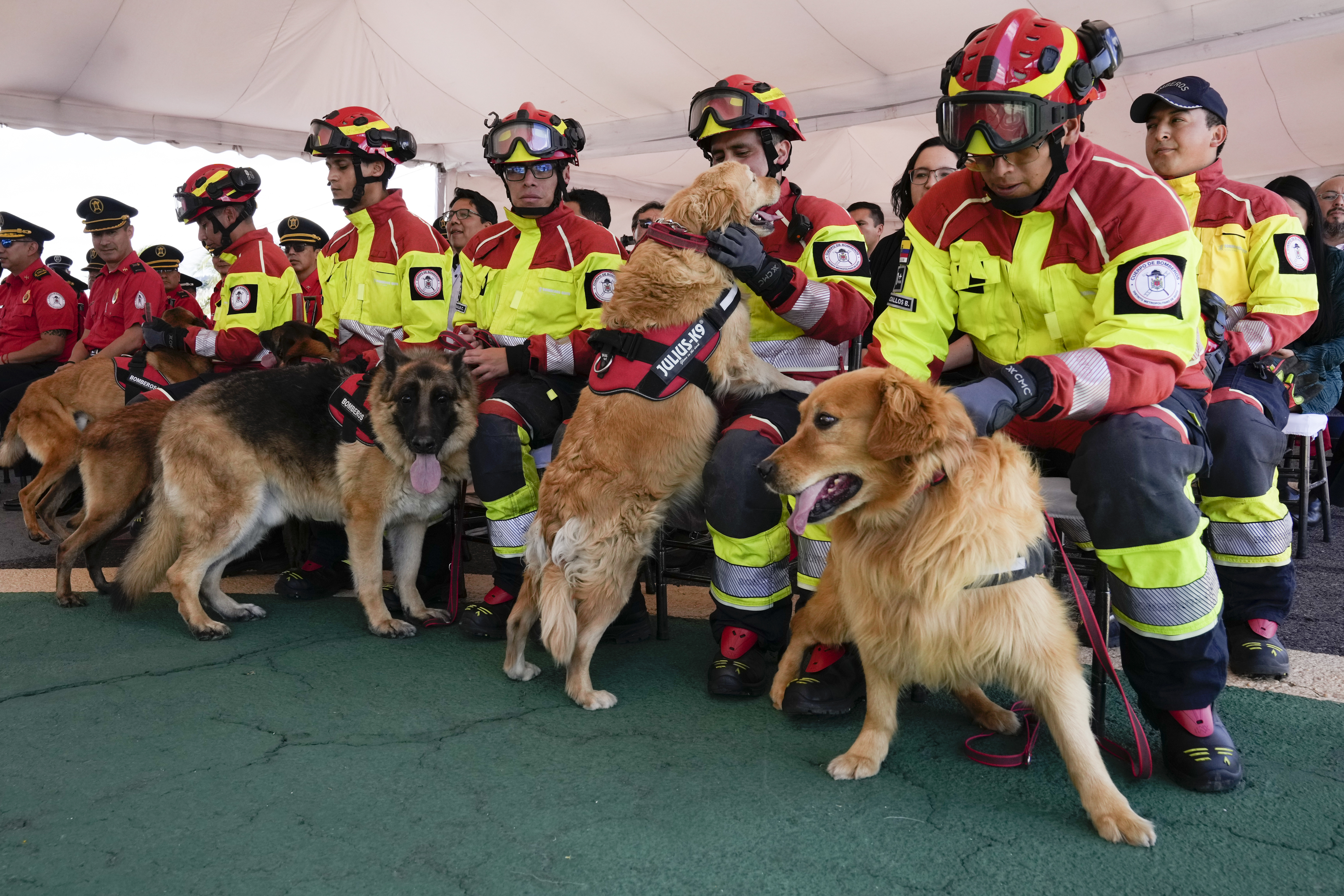 Bombero Salvando A Un Perro Bombero Se Tiró A Un Canal Para Rescatar