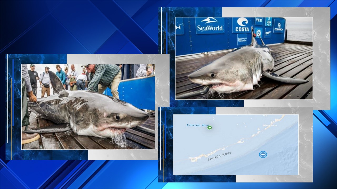 Sharks On The East Coast Of Florida