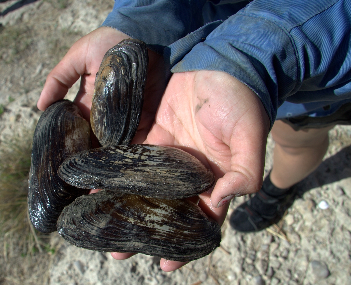 Sizes Of Freshwater Mussels