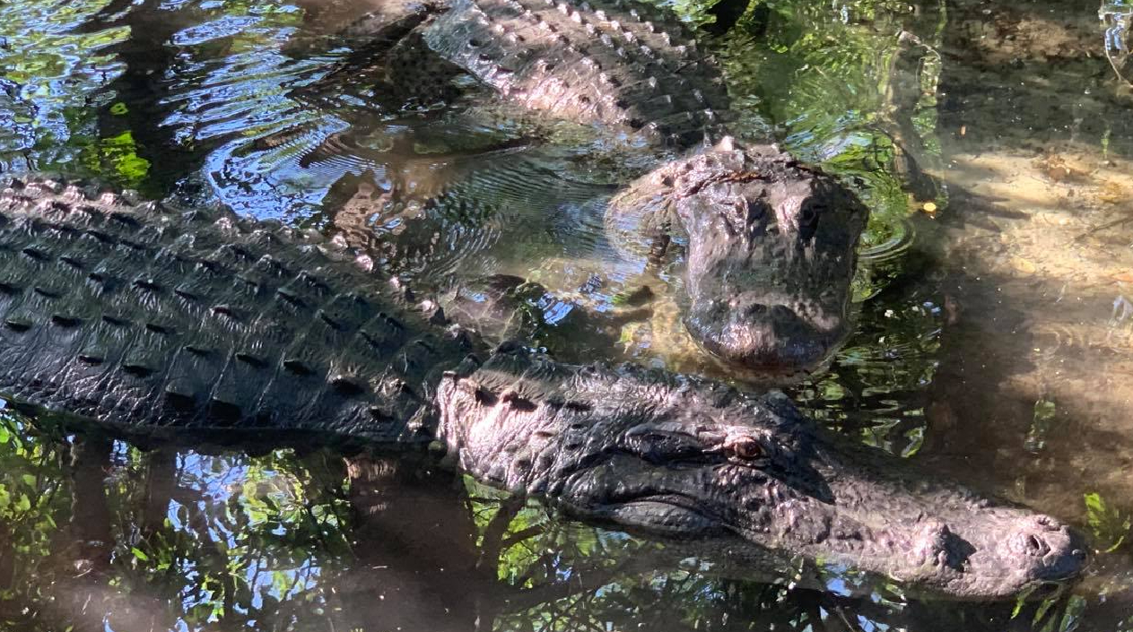 Swamps With Alligators