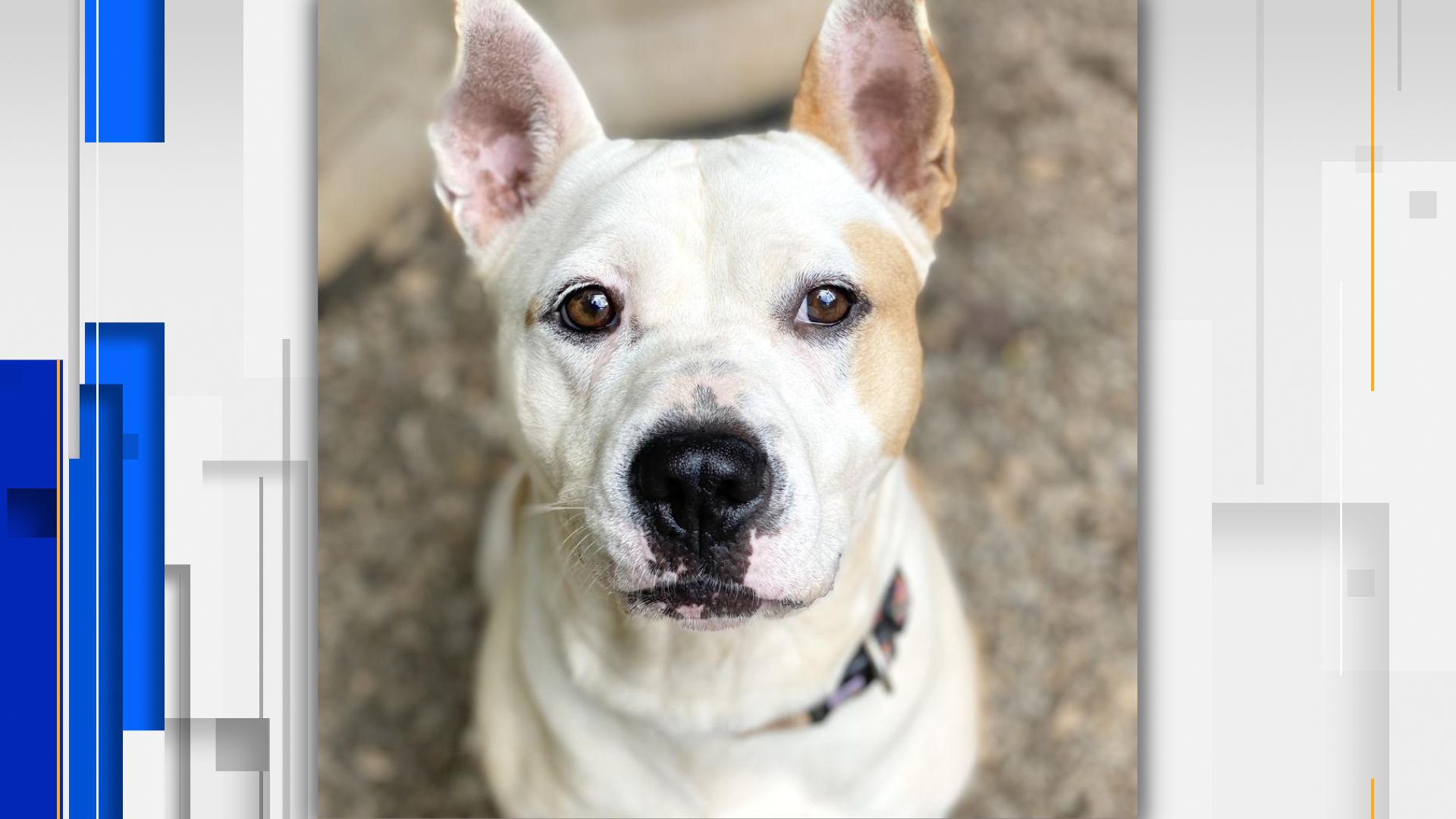 Pets Looking For Homes