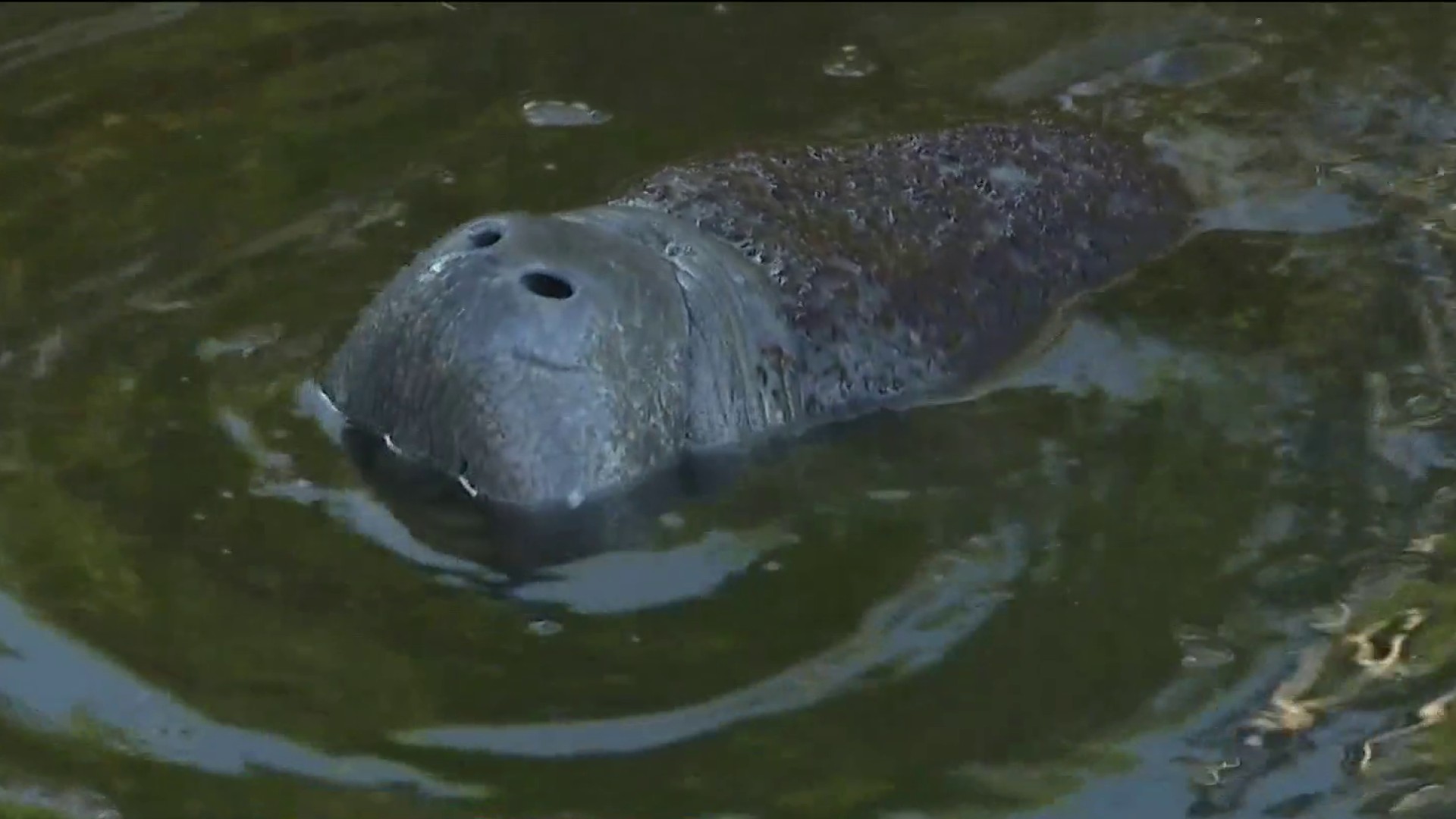 Fiacla Manatee Fahlo Manatee Tracking Bracelet