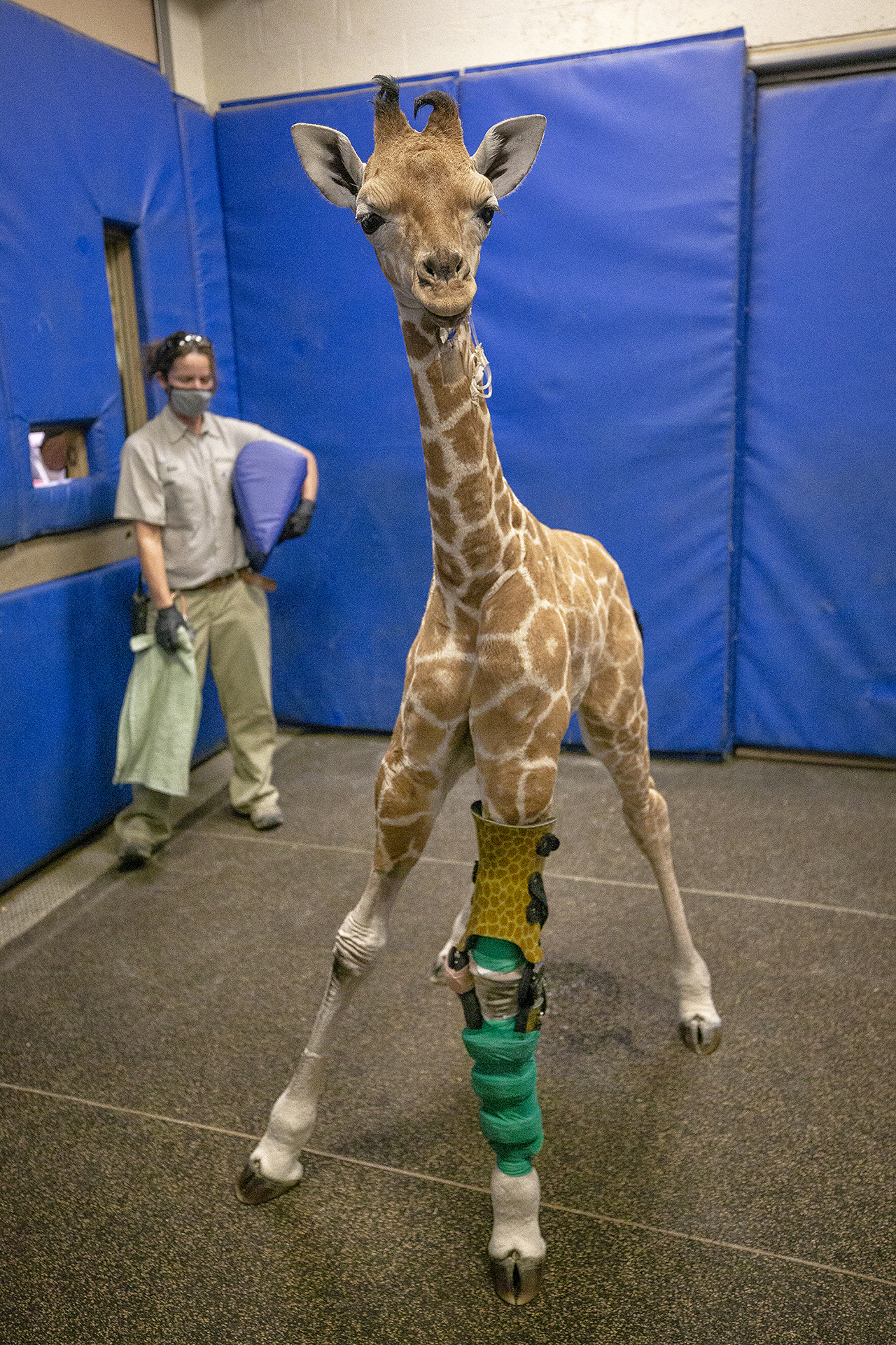 Fist Pump Giraffe