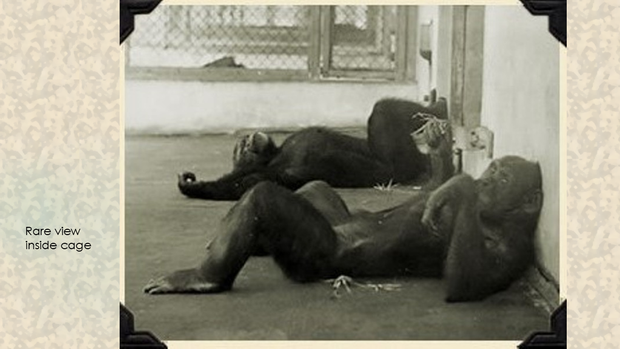 Humanzee Experiment The 'Humanzee' Conspiracy: The Wild History,