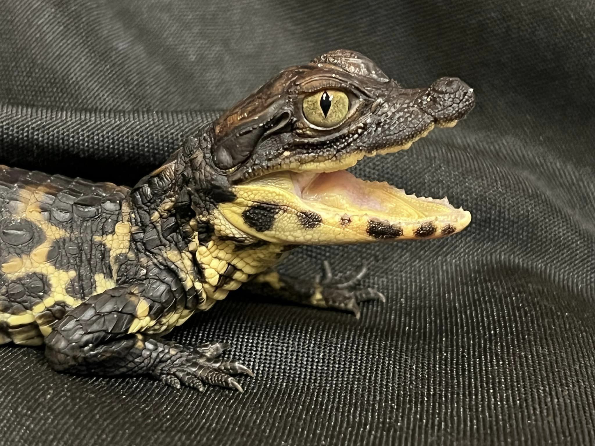 Soorten Baby Alligators