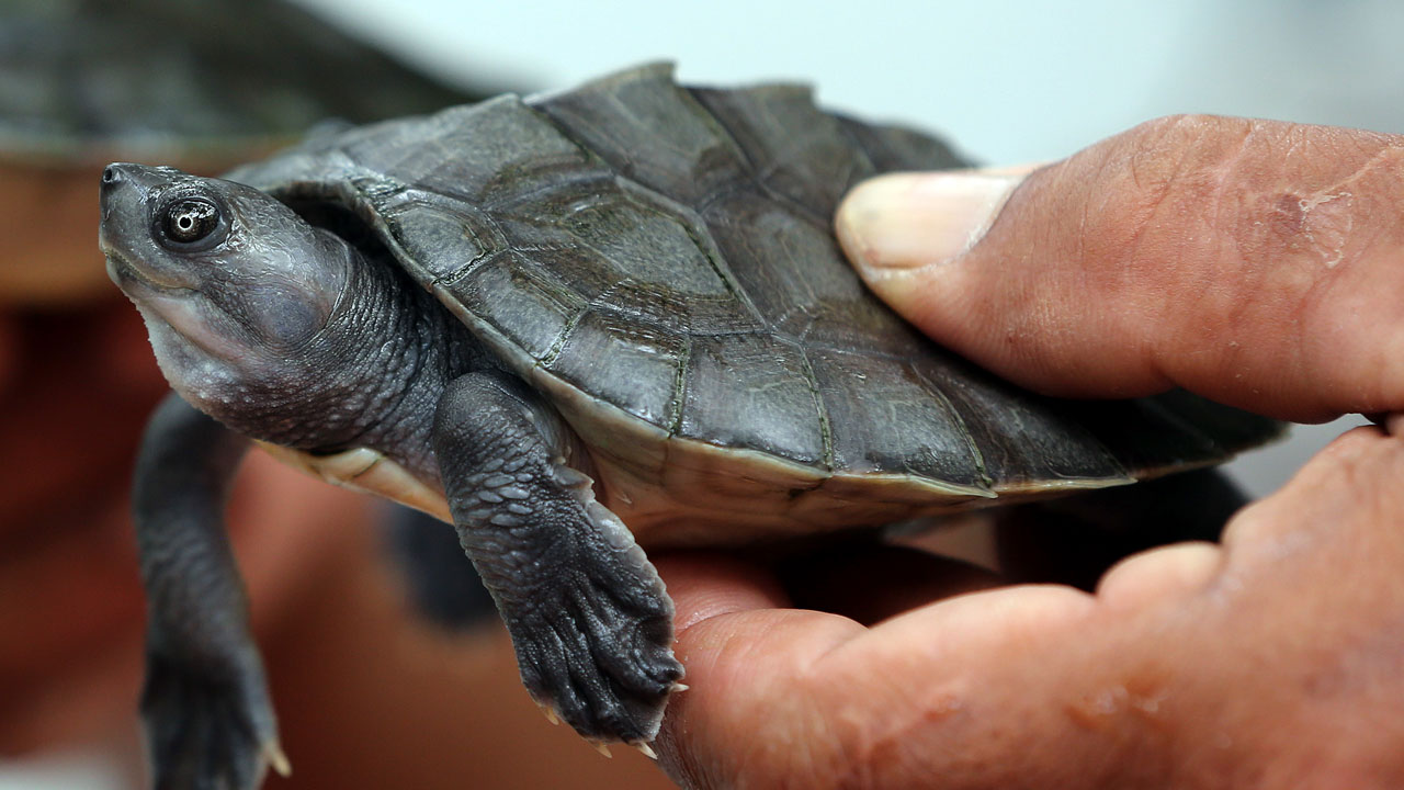 Flying Turtle Deal With It