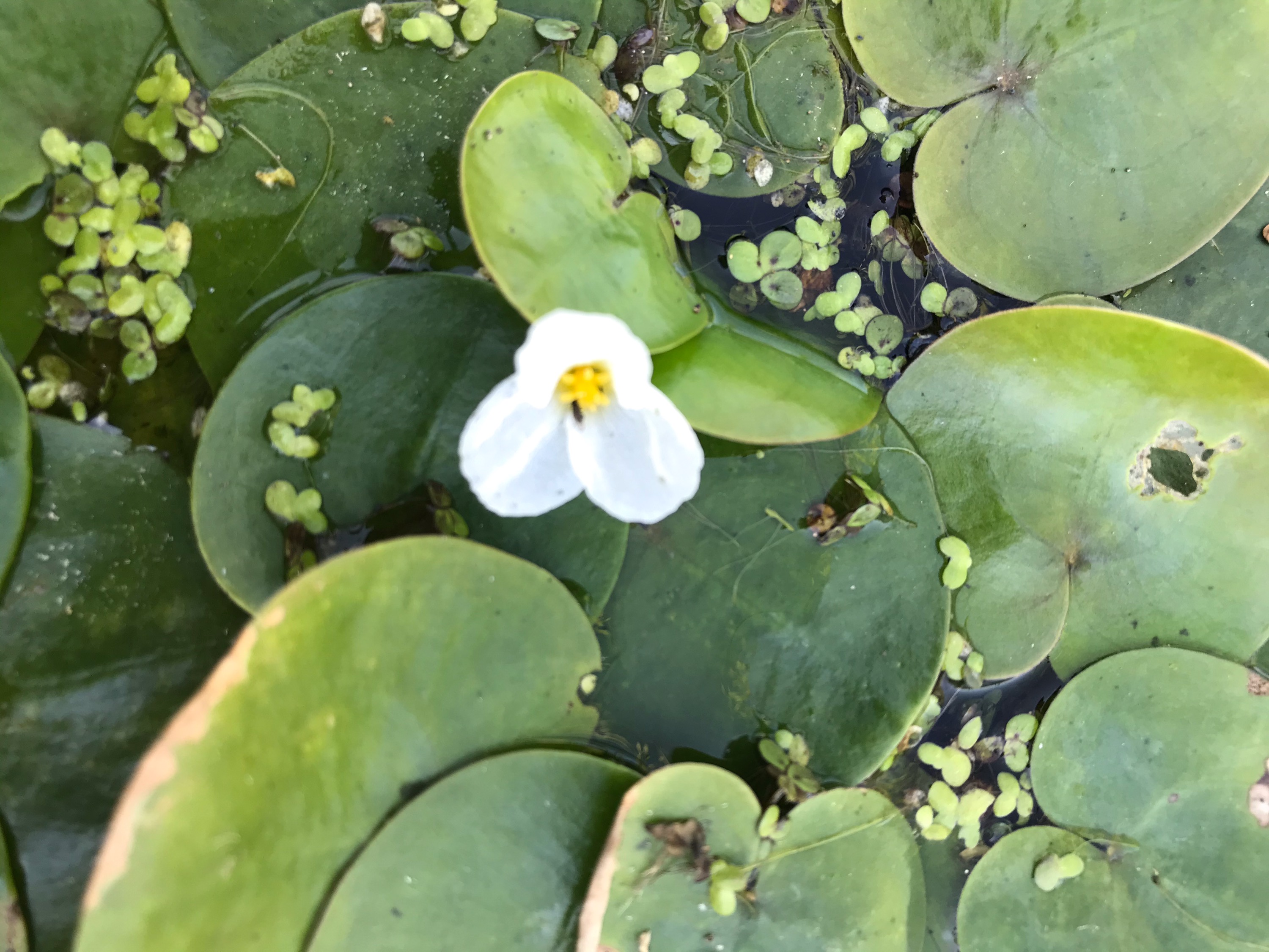 Frogbit Flower