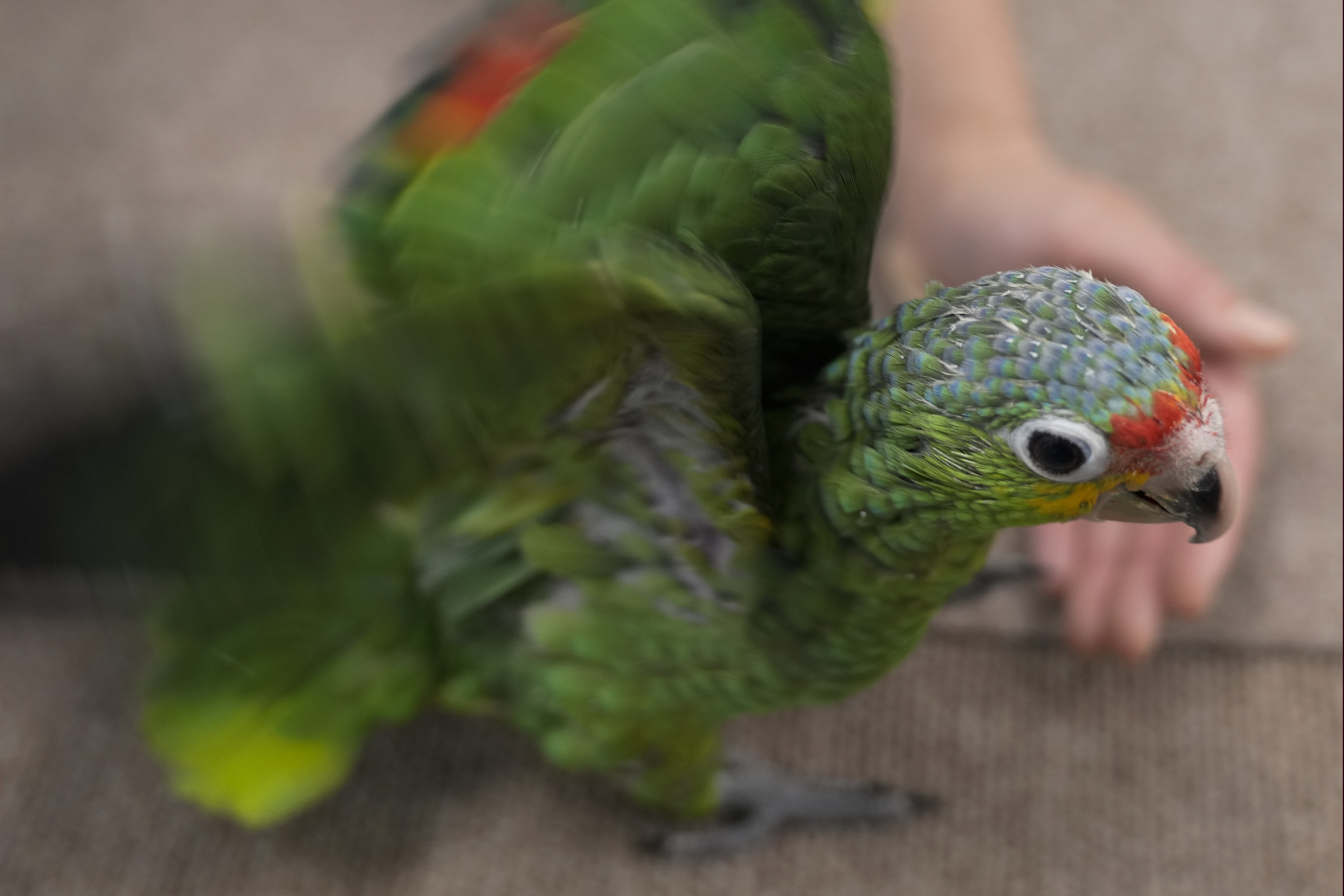 Red Lored Amazon Parrot
