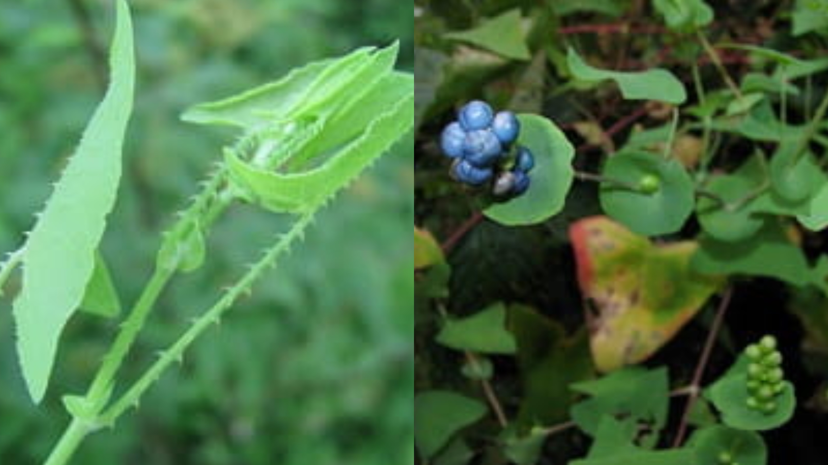 Invasive Weeds In Michigan Identifying And Managing Northern