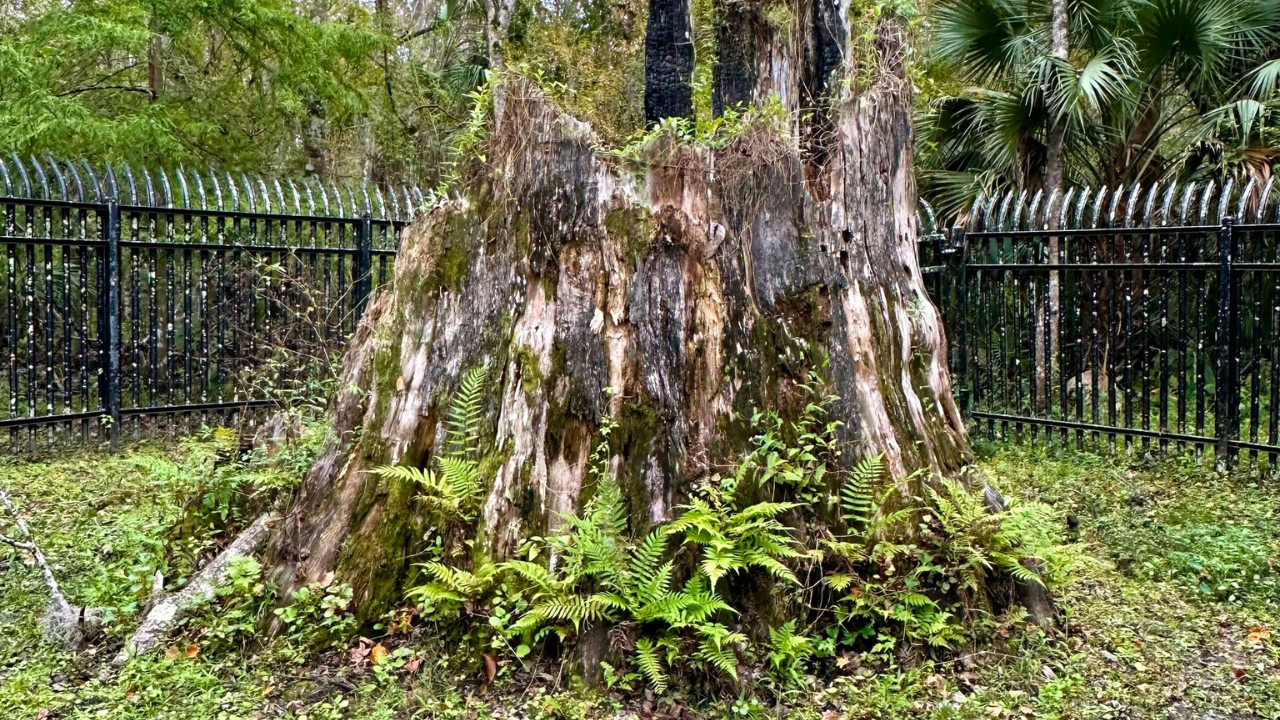 Old Florida Trees