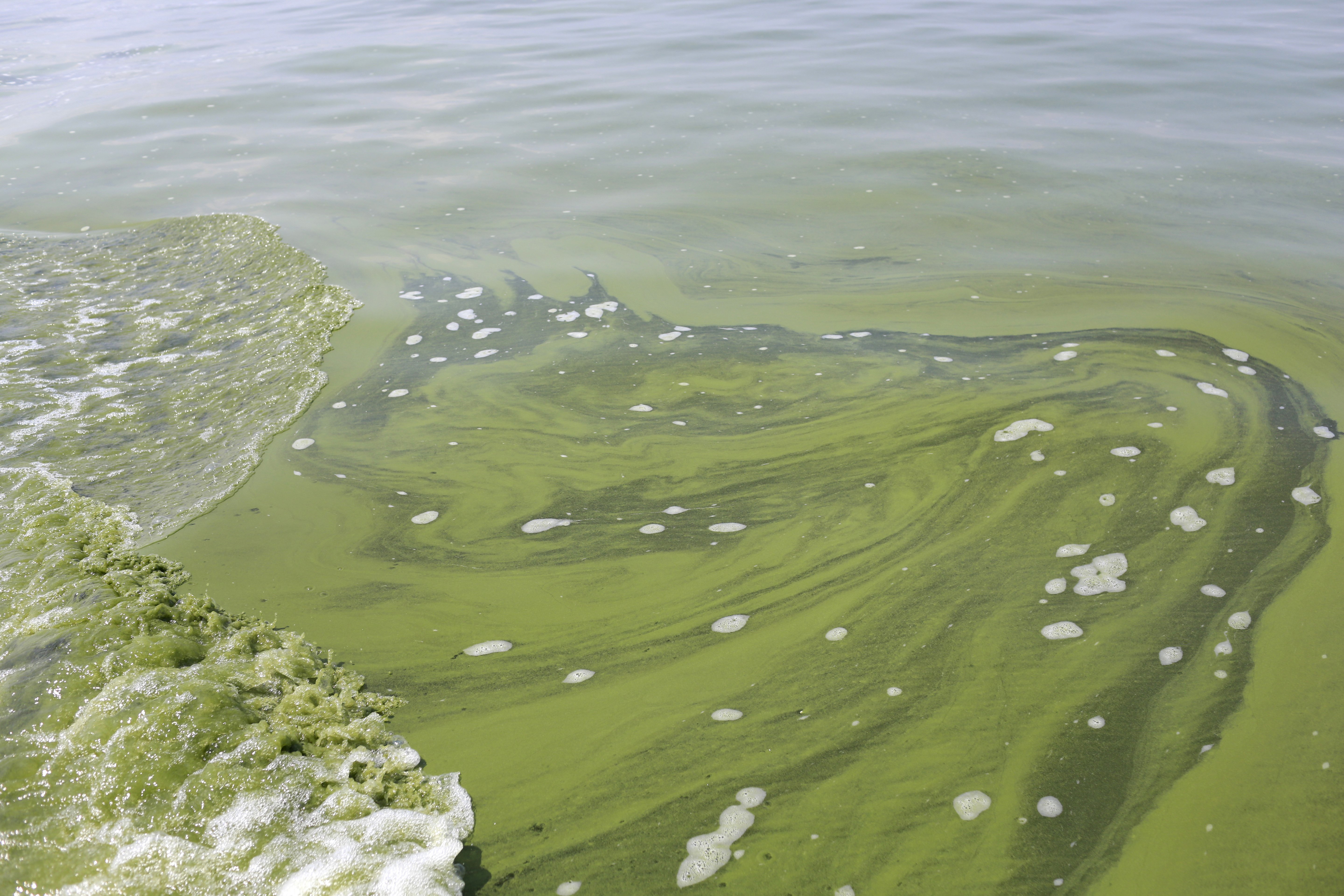 Algal Bloom Lake