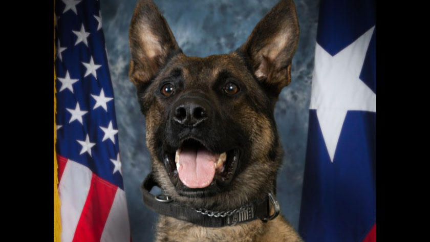 German Shepherd Police Dog Attack